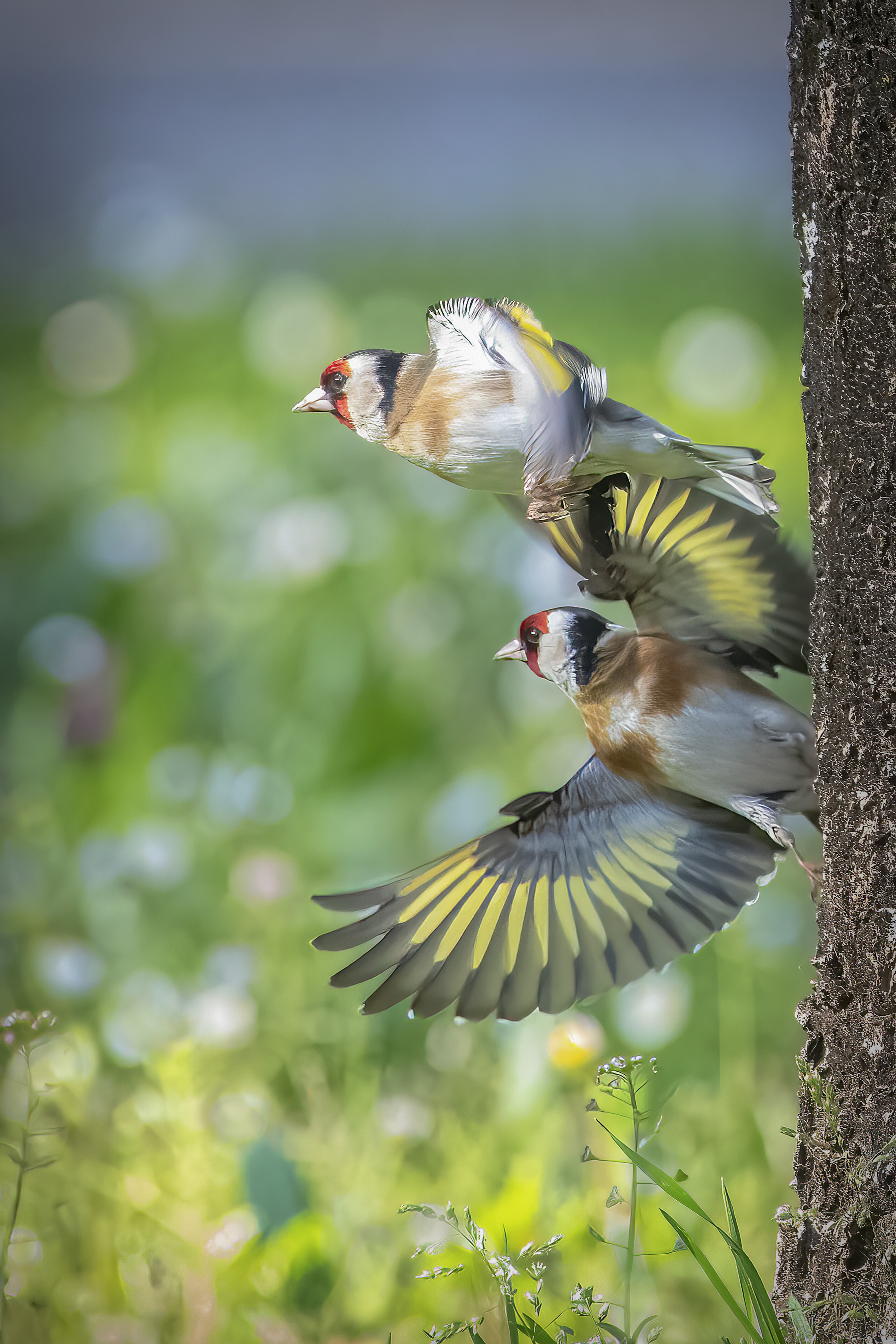 Atlanti urbani | Lipu ODV